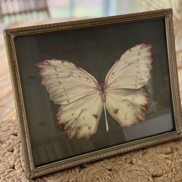 Accents | Vintage Style Butterfly Print Olive Green Background With A ...